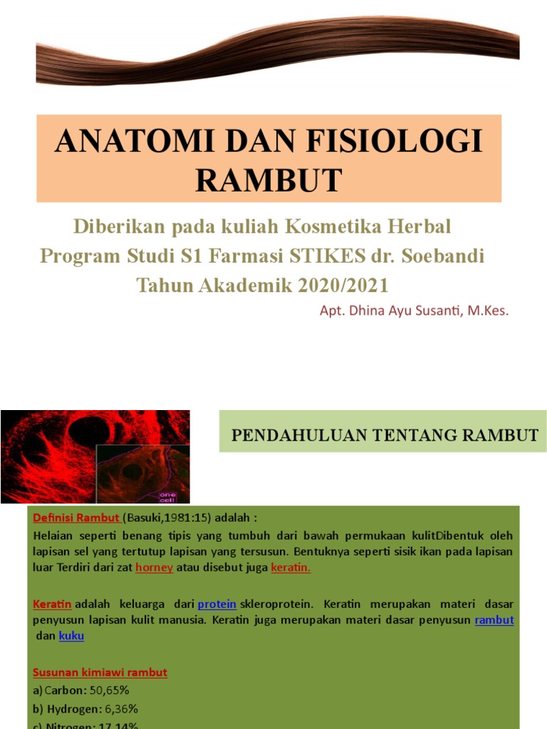 Anatomi dan Fisiologi Rambut: Struktur, Fungsi, dan Siklus Pertumbuhan ...