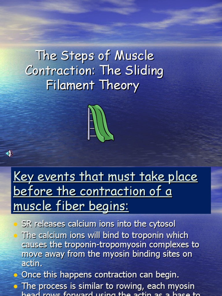 Muscles The Steps of Muscle Contraction Power Point | PDF