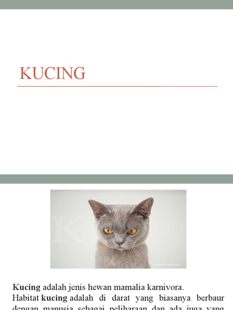 Kucing | PDF