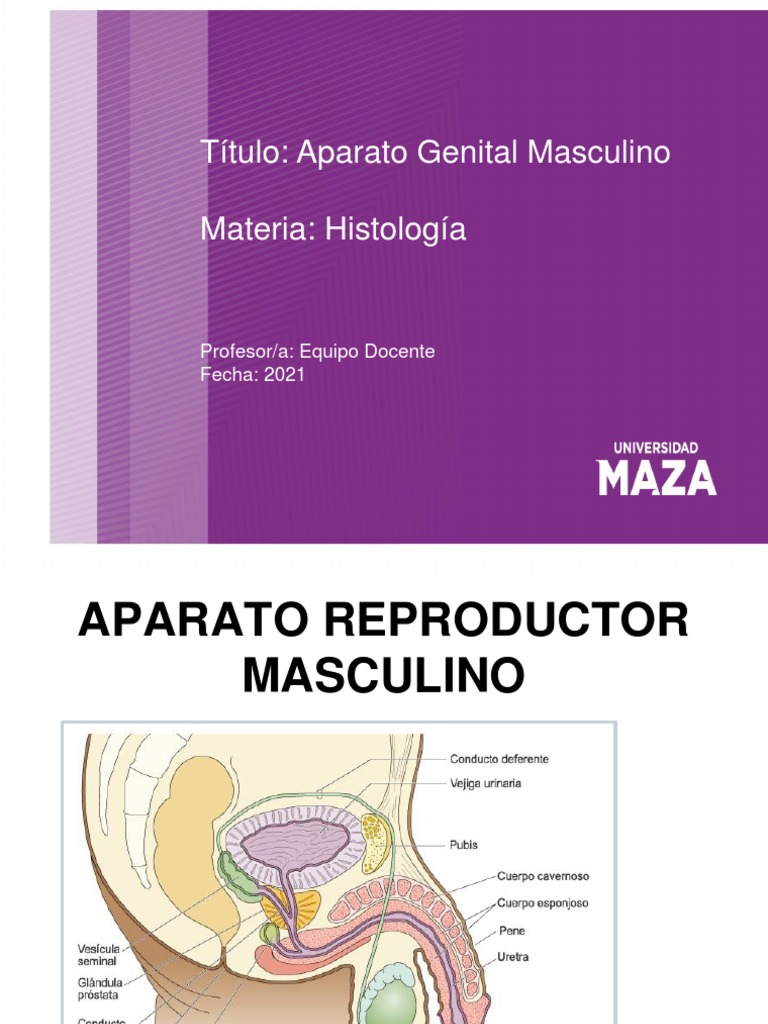 Anatomía del Aparato Reproductor Masculino | PDF | Anatomia sexual ...