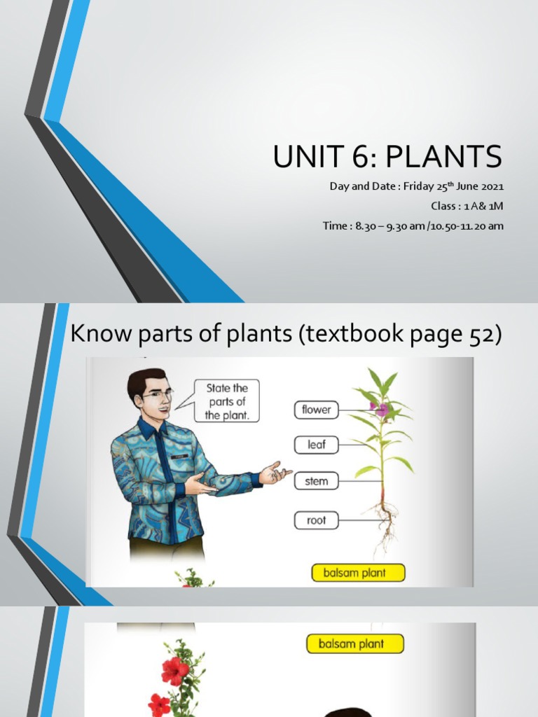 UNIT 6 1a & 1M 25th June | PDF | Leaf | Agriculture