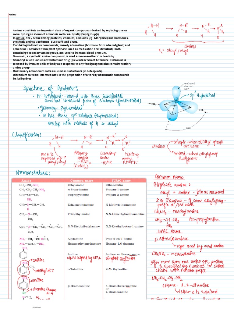 Class 12 Amines Notes | PDF | Amine | Ion