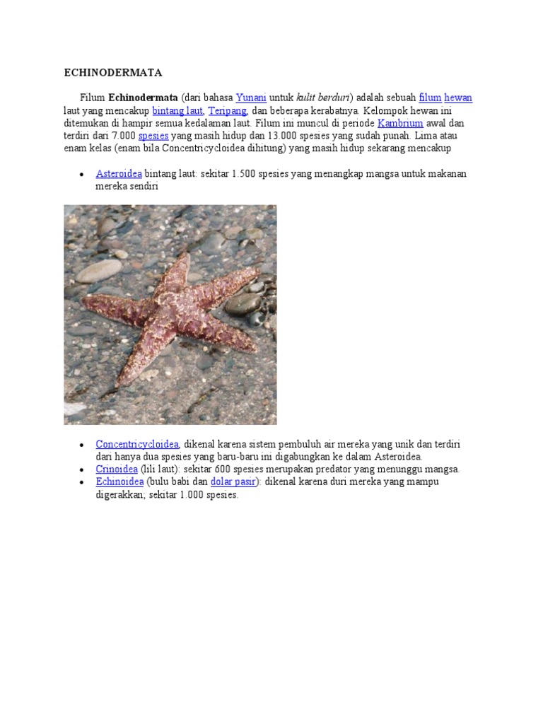 ECHINODERMATA | PDF