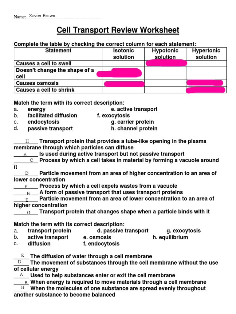 Cellular Transport Worksheet Section A Cell Cellular Membrane