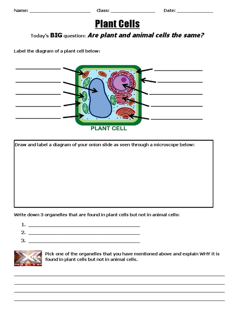 Lesson 3 - Worksheet Plant Cells | PDF