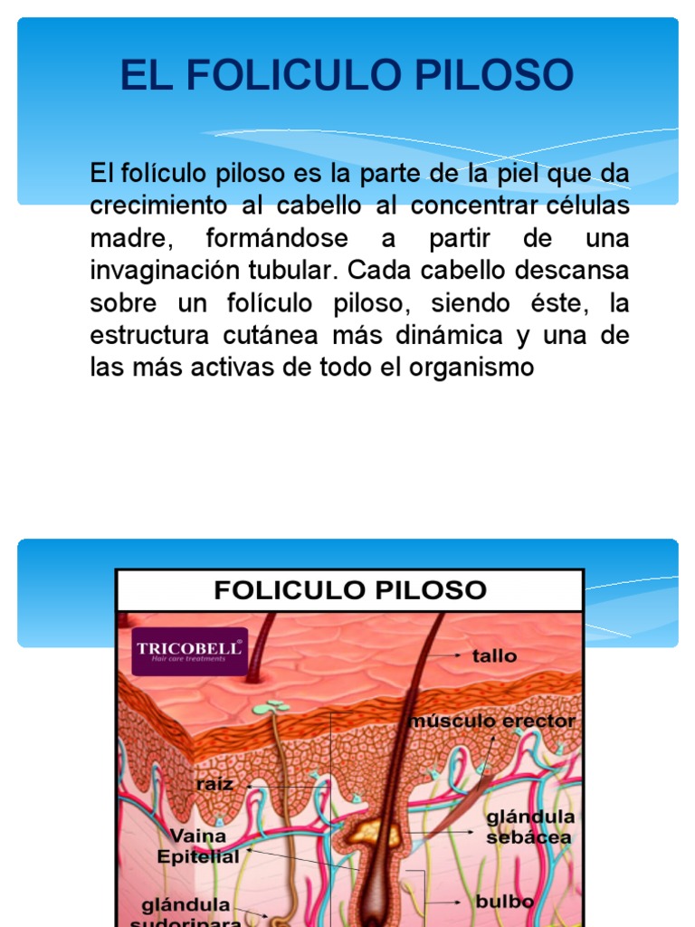 El Foliculo Piloso | PDF | Anatomía | Sistema tegumentario