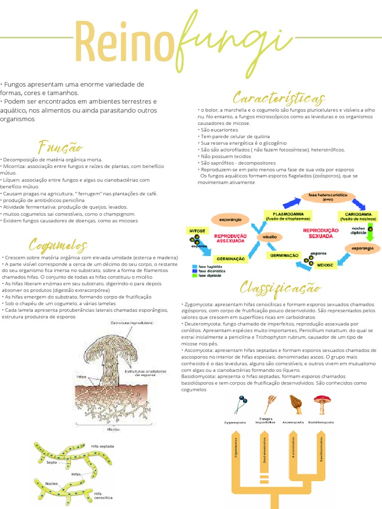 Reino Fungi - Mapa Mental | PDF | Fungo | Biologia