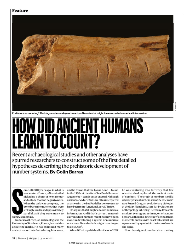 How Did Ancient Humans Learn To Count?: Feature | PDF | Human | Neanderthal