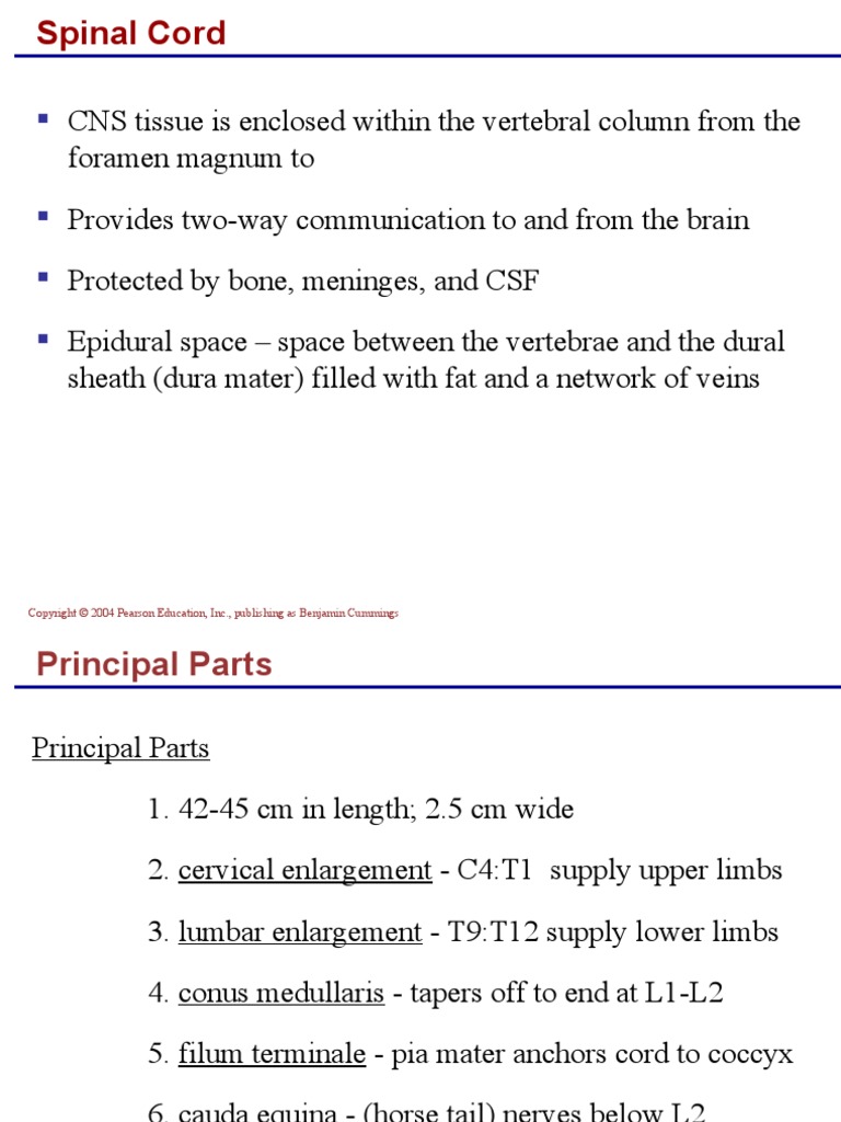 Spinal Cord and Nerves | PDF | Spinal Cord | Neuroanatomy