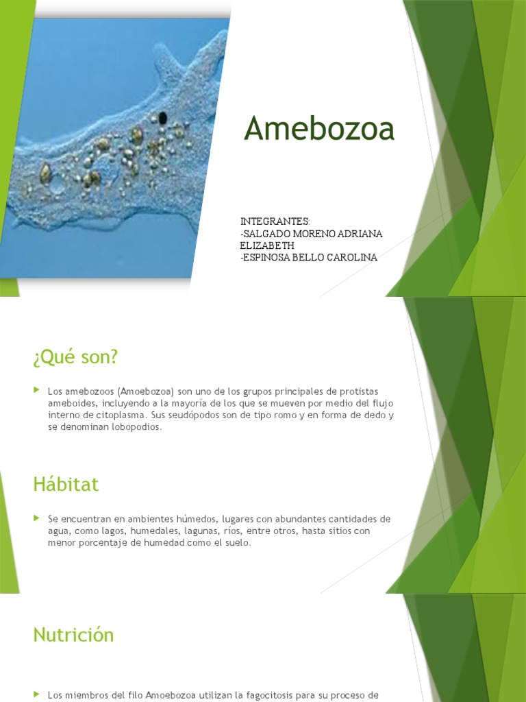 Características de los Amoebozoos | PDF | Organismos | Biología