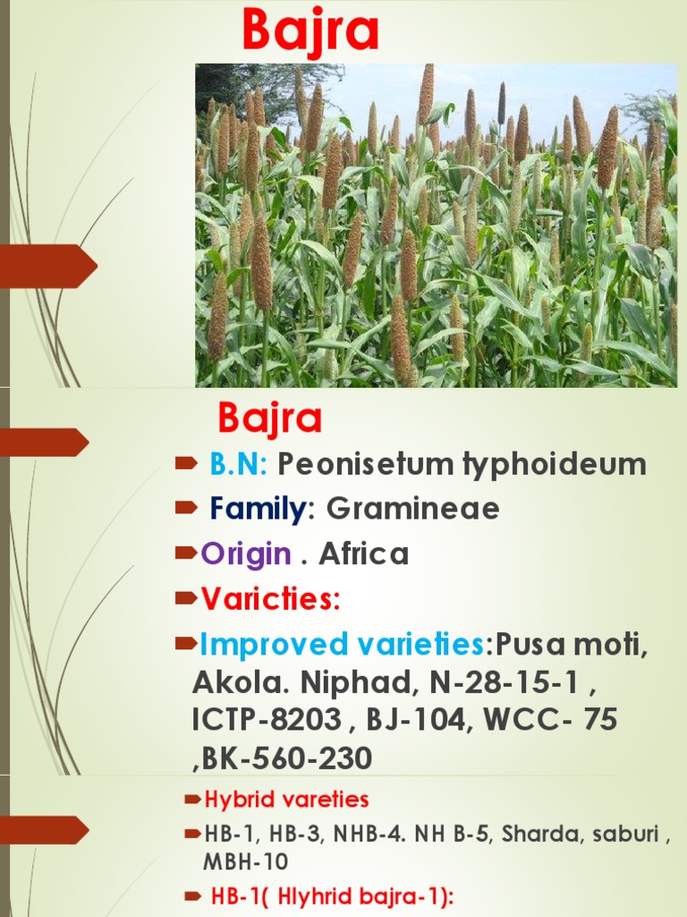 Lecture 14 Bajra | PDF | Sowing | Pest (Organism)