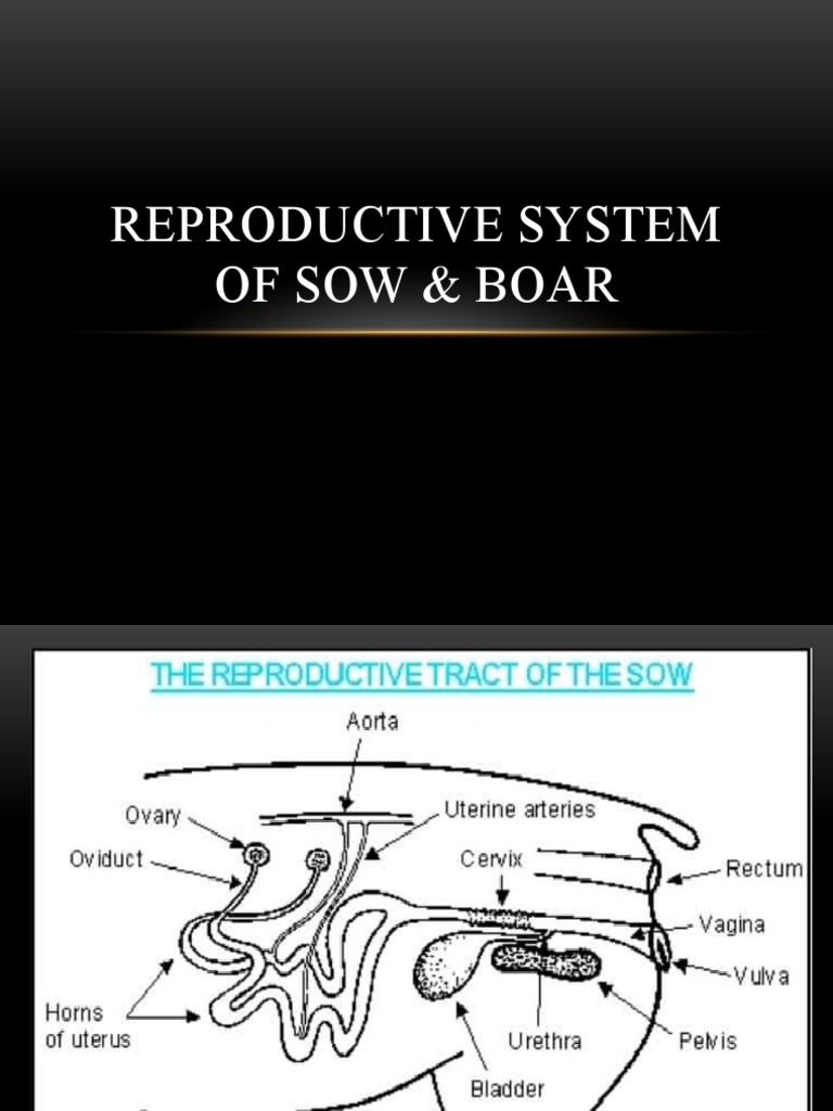 Reproductive System of Sow Boar | PDF | Uterus | Testicle