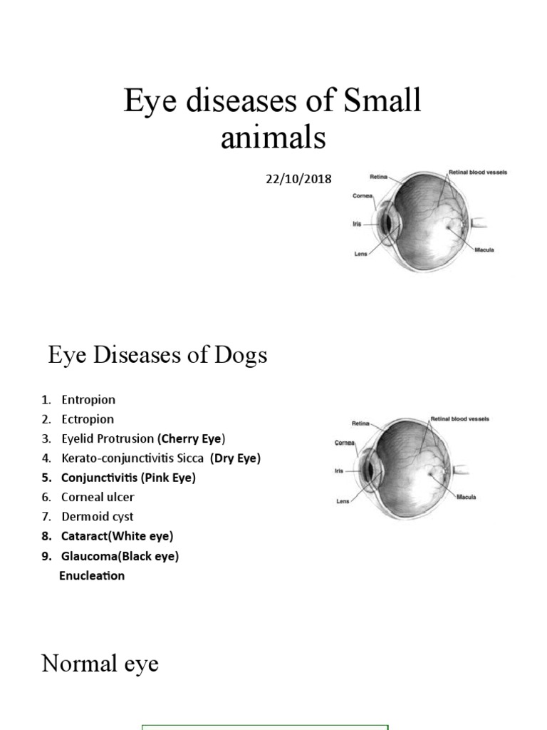 Common Eye Diseases in Dogs | PDF