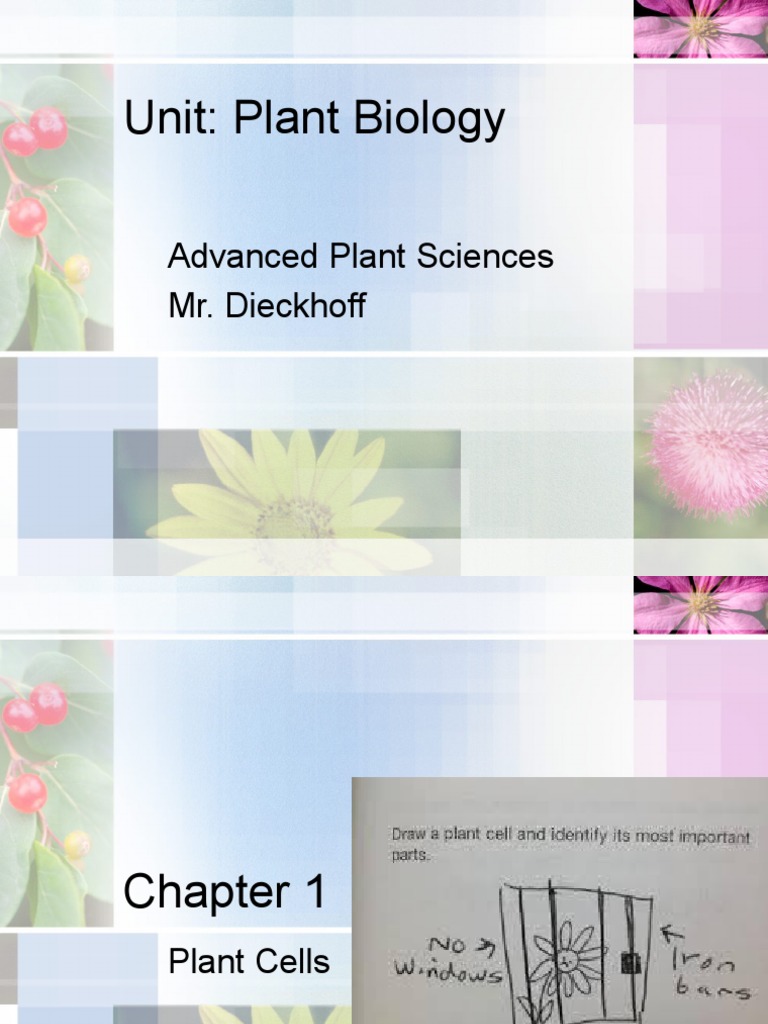 Unit: Plant Biology: Advanced Plant Sciences Mr. Dieckhoff | PDF | Leaf ...