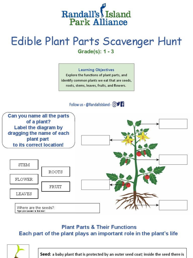 Edible Plant Parts Scavenger Hunt: Grade(s) : 1 - 3 | PDF | Home ...