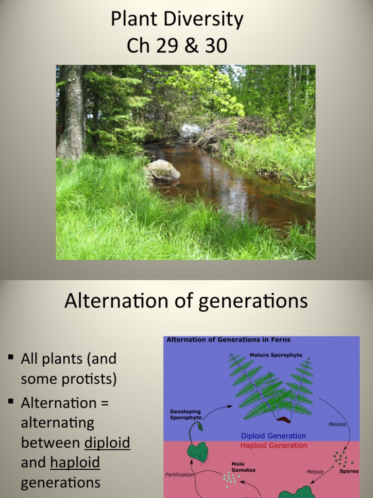 Plant Diversity and Life Cycle Overview | PDF | Plants | Plant Morphology