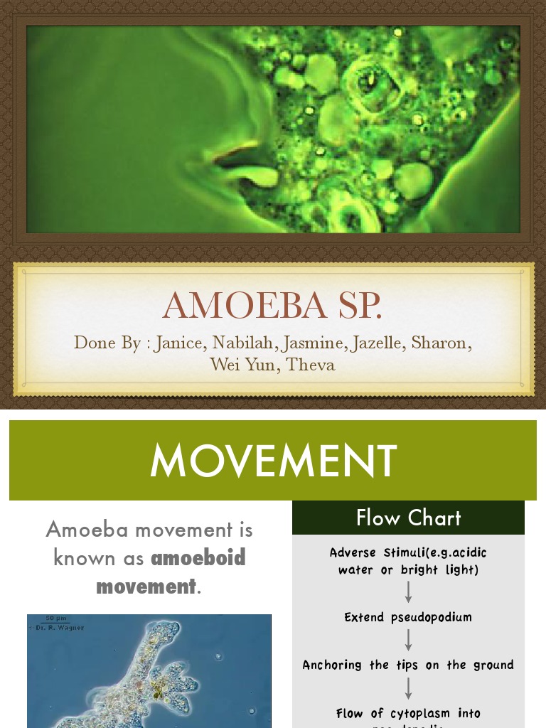 Amoeba Edited) | PDF | Organisms | Cell Biology