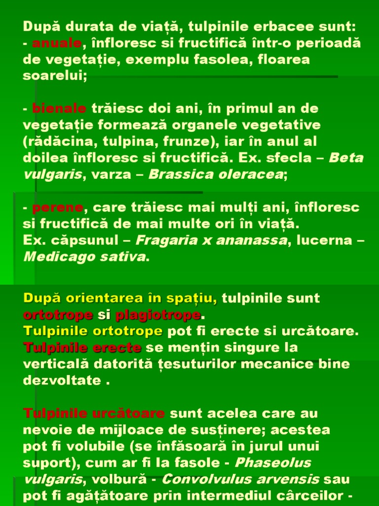 Tulpina, Frunza | PDF