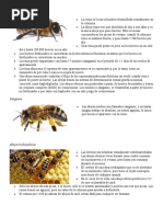 (Vortex) The Orc Bride | PDF