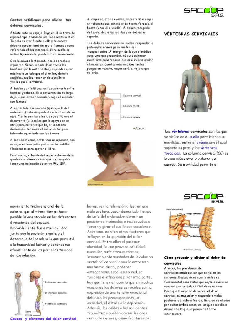 Folleto Cervical | PDF | La columna vertebral | Especialidades Medicas