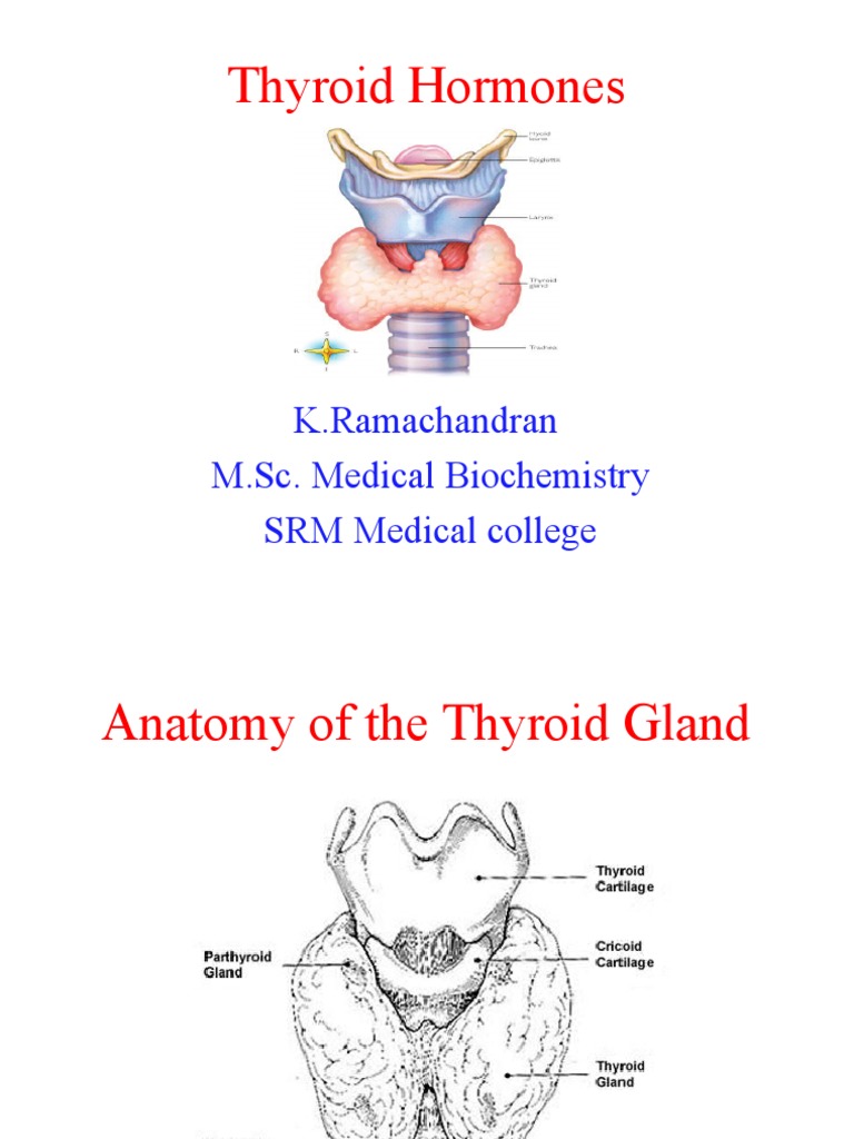 Thyroid Hormone | PDF | Hyperthyroidism | Glands