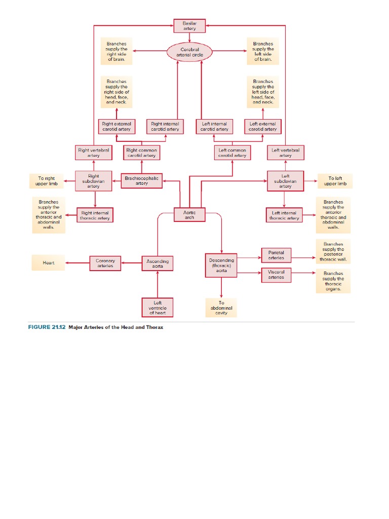 Arteries and Veins Mind Map | PDF