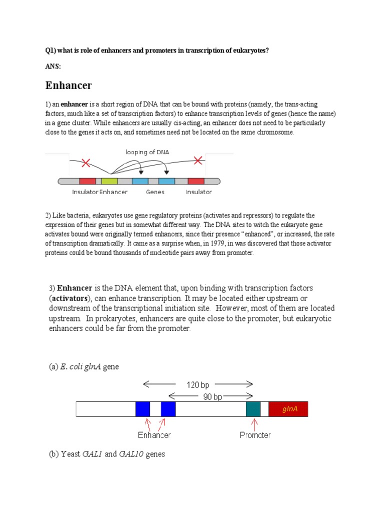 Enhancer: Q1) What Is Role of Enhancers and Promoters in Transcription ...