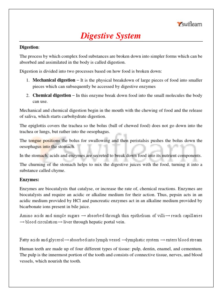 Digestive-System Notes | PDF | Digestion | Small Intestine