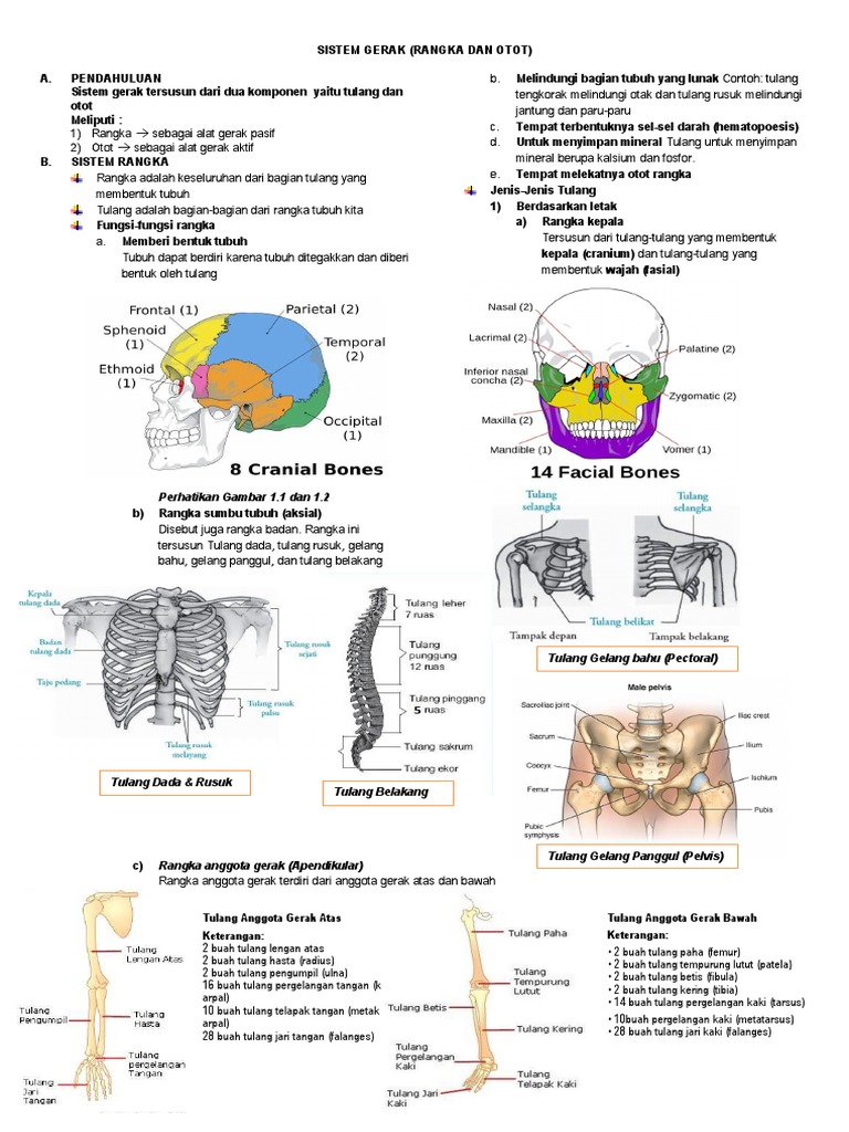 MODUL SISTEM GERAK by Sri Lestari (MAI AU PACET) | PDF
