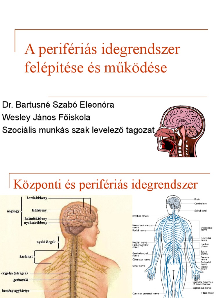 A Perifériás Idegrendszer | PDF