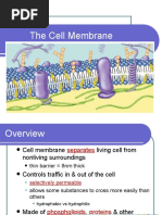 Cell Transport Concept-Map | PDF | Membrane Biology | Life Sciences
