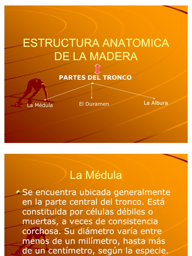 Corte Longitudinal en Anatomía | PDF | Tallo de la planta | Madera