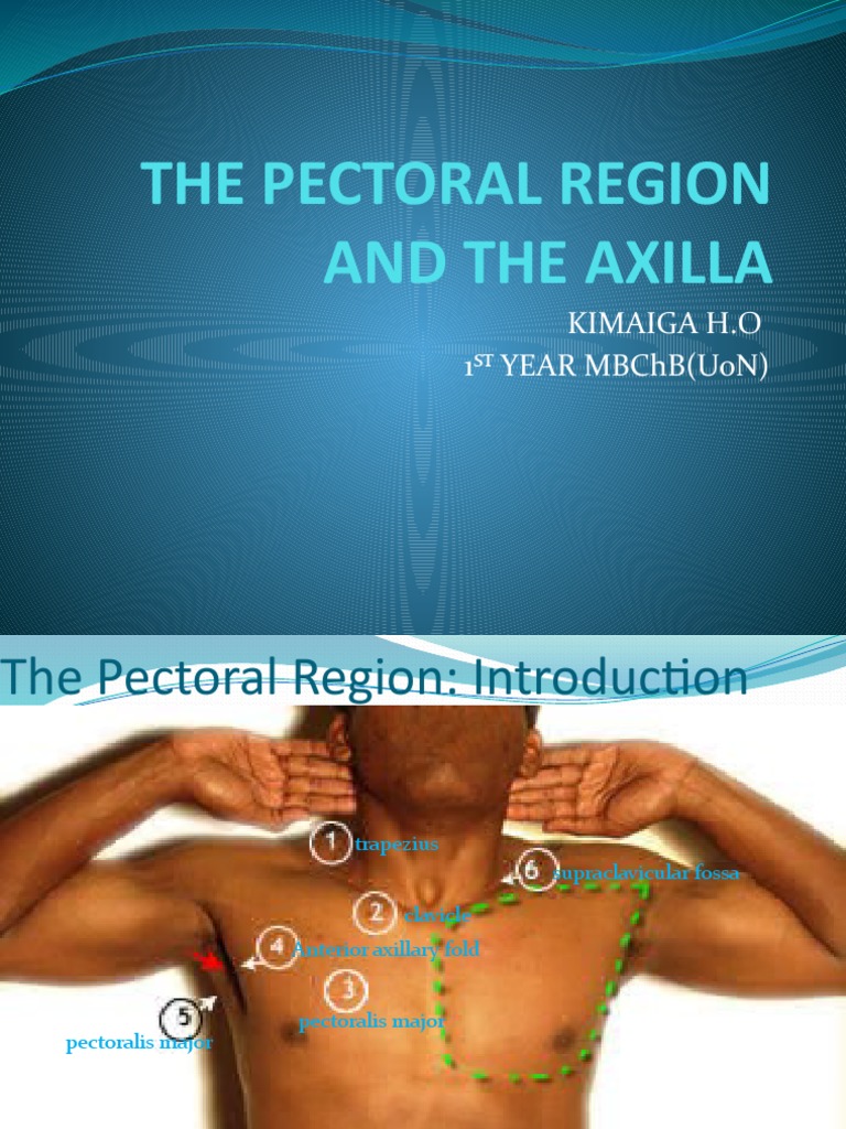 6.the Pectoral Region and The Axilla | PDF | Arm | Shoulder