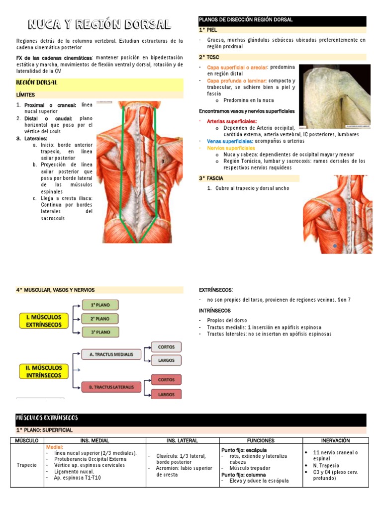 3) Nuca y Región Dorsal | PDF | La columna vertebral | Anatomía