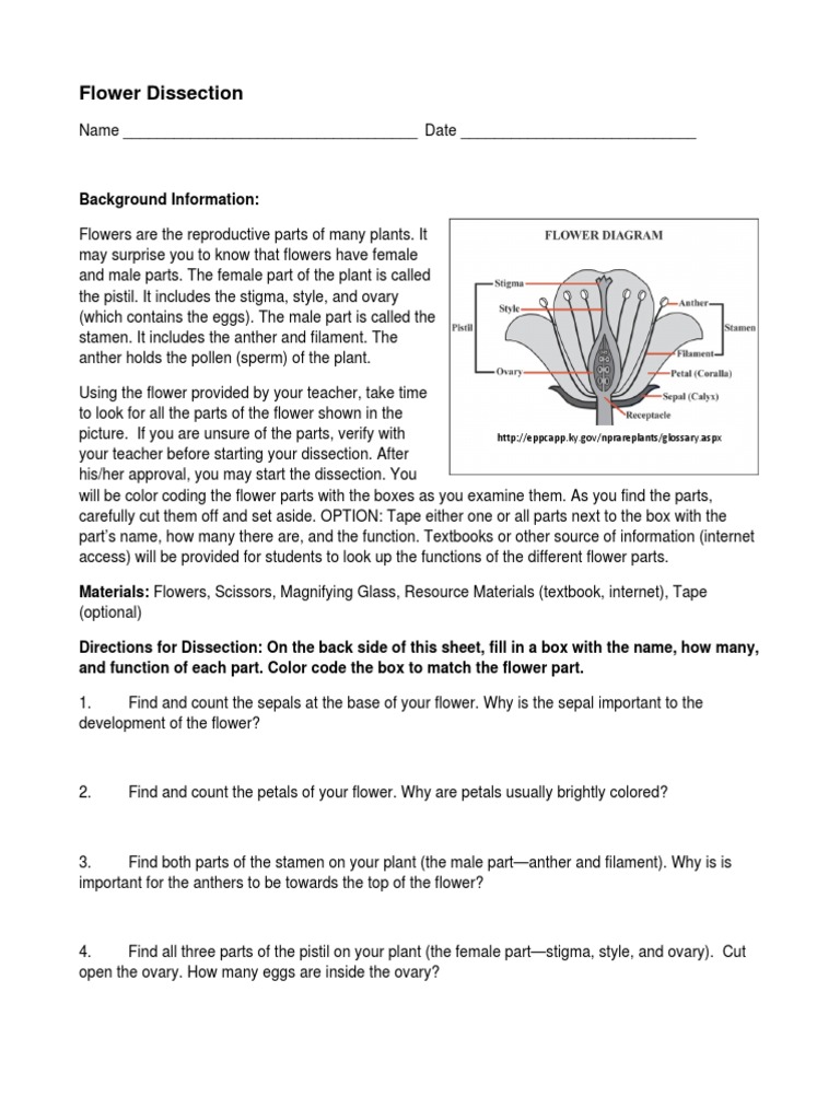 Flower Dissection Lab | PDF