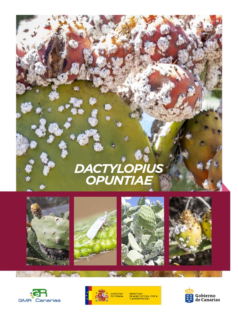 Dactylopius Opuntiae | PDF | Insectos | Hexapoda