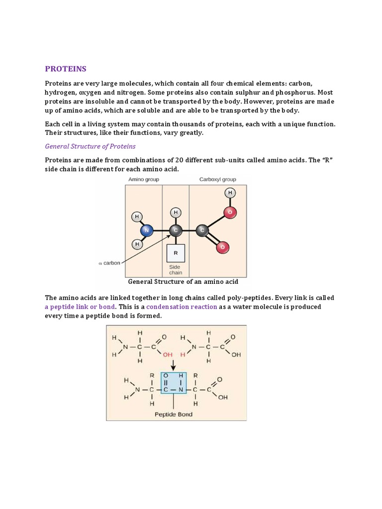 Proteins Notes and Tests | PDF | Proteins | Protein Structure