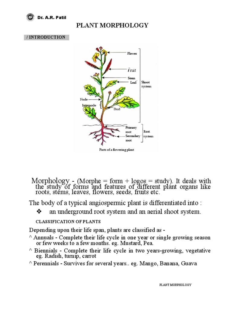 Morphology of Flowering Plant | PDF | Leaf | Petal
