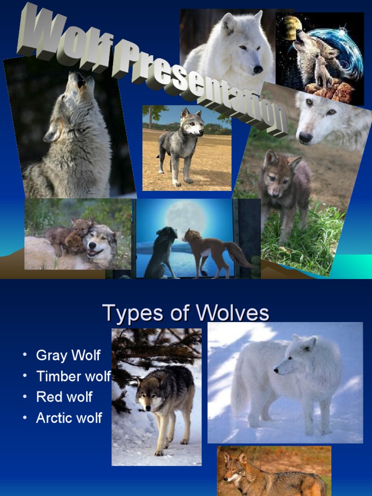 Wolf Presentation | PDF | Pack (Canine) | Predation