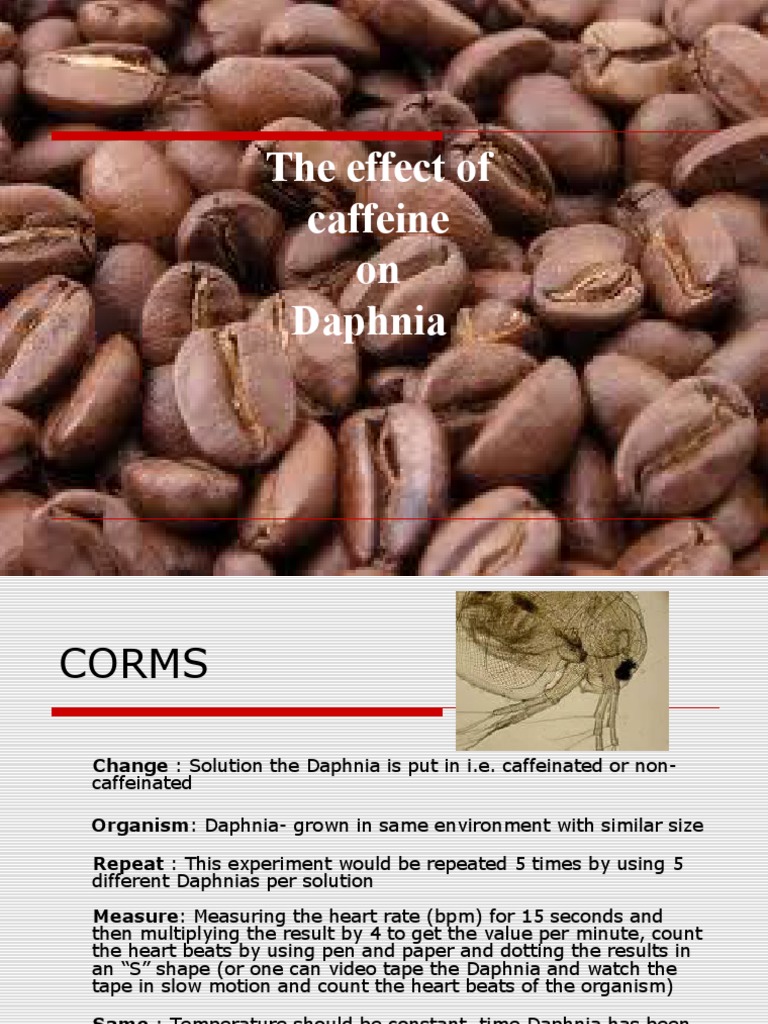 The Effect of Caffeine On Daphnia | PDF | Experiment | Heart Rate