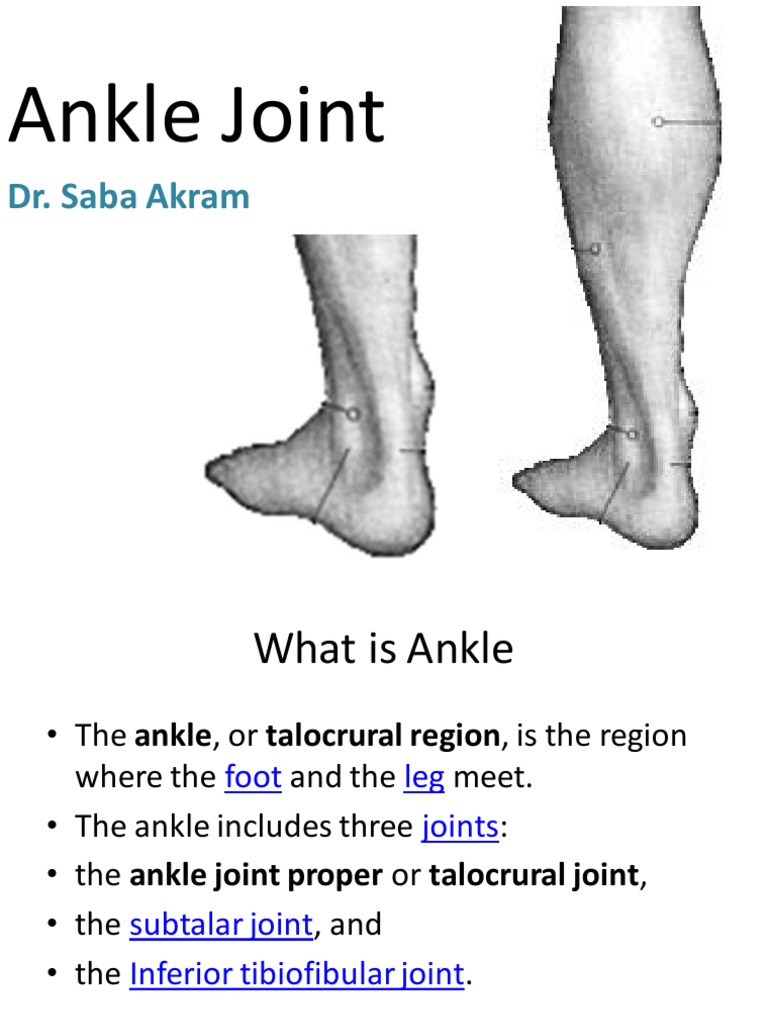 Ankle Anatomy | PDF | Ankle | Foot