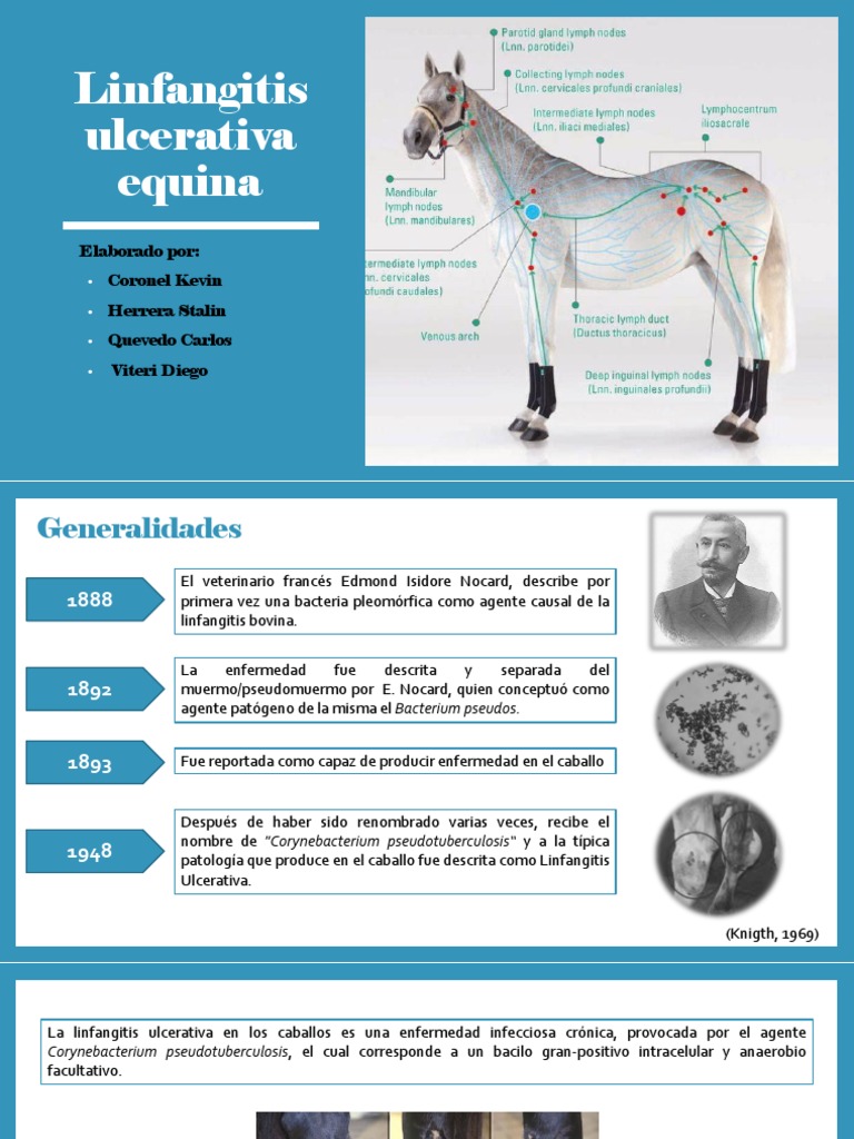 Linfangitis Ulcerativa Equina.1 | PDF | Reacción en cadena de la ...