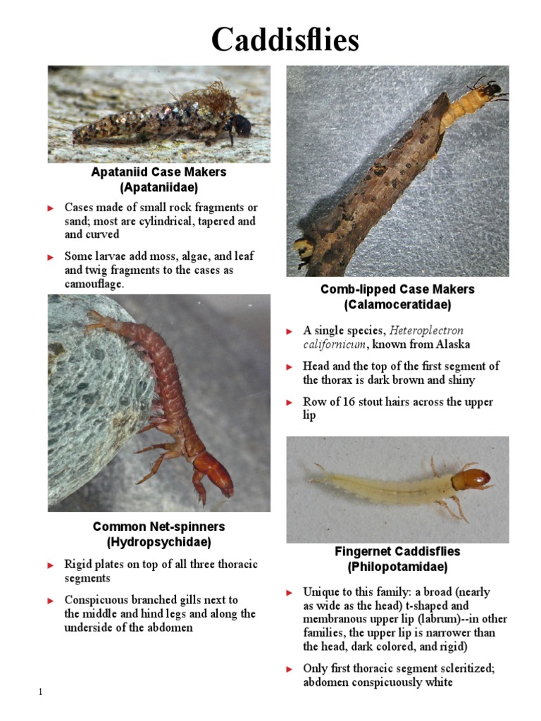 Aquatic Insect Field Guide | PDF | Beetle | Fly