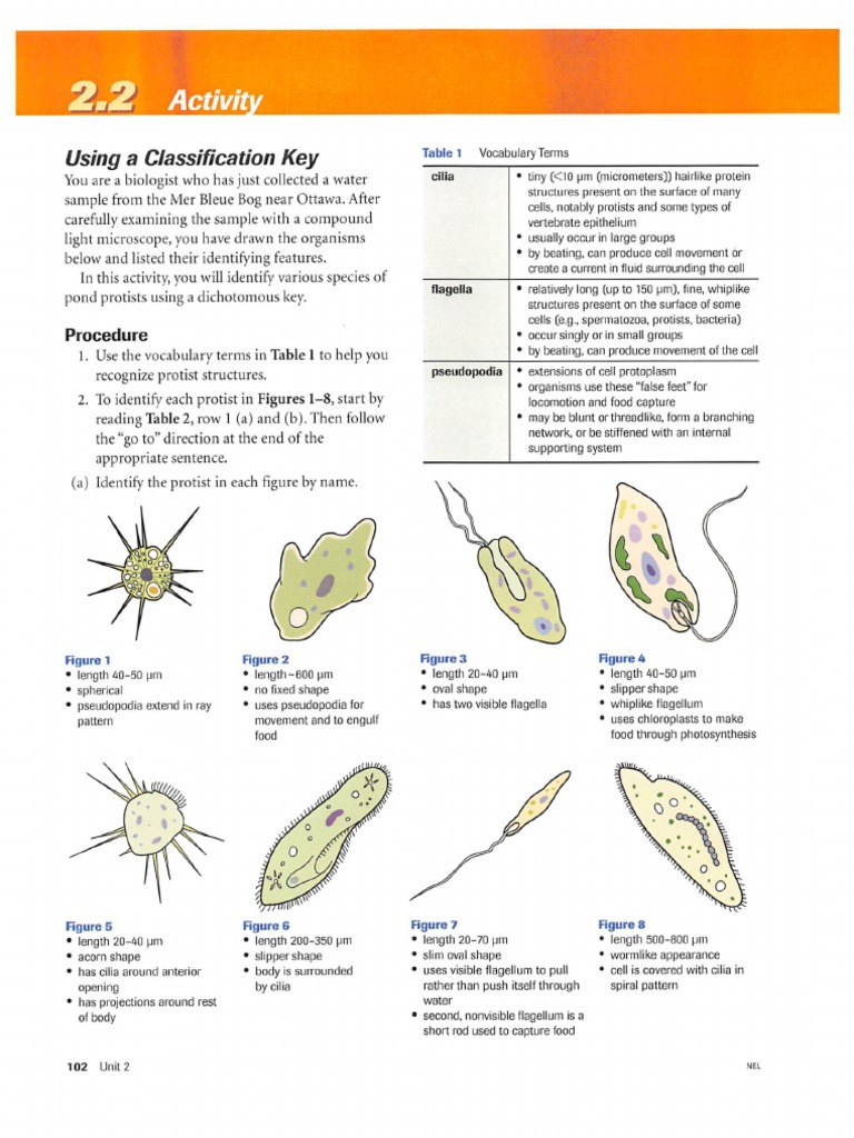 Dichotomous Key Activity Protists | PDF