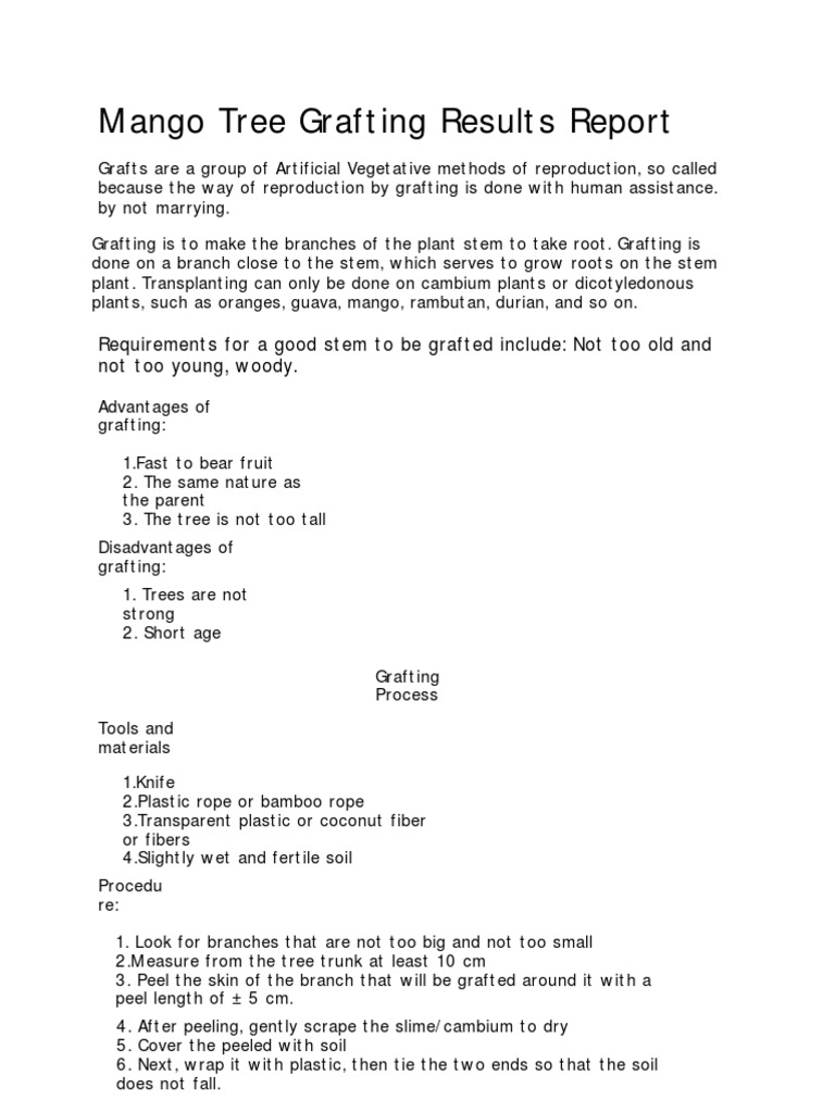 Mango Tree Grafting Results Report | PDF | Grafting | Trees