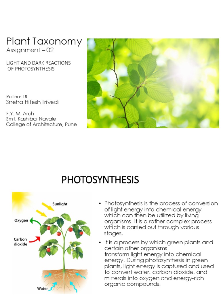Light and Dark Reactions of Photosynthesis | PDF | Chlorophyll | Biology