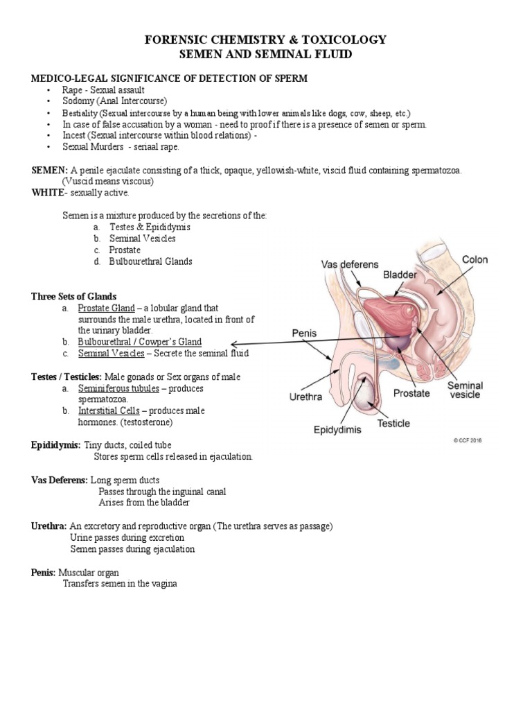 Semen and Seminal Fluid Stain | PDF | Semen | Staining