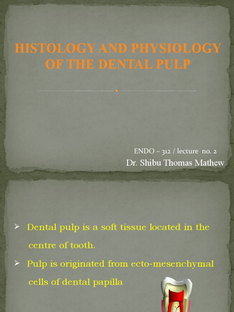 Dental Pulp Histology & Physiology | PDF | Anatomy | Animal Anatomy