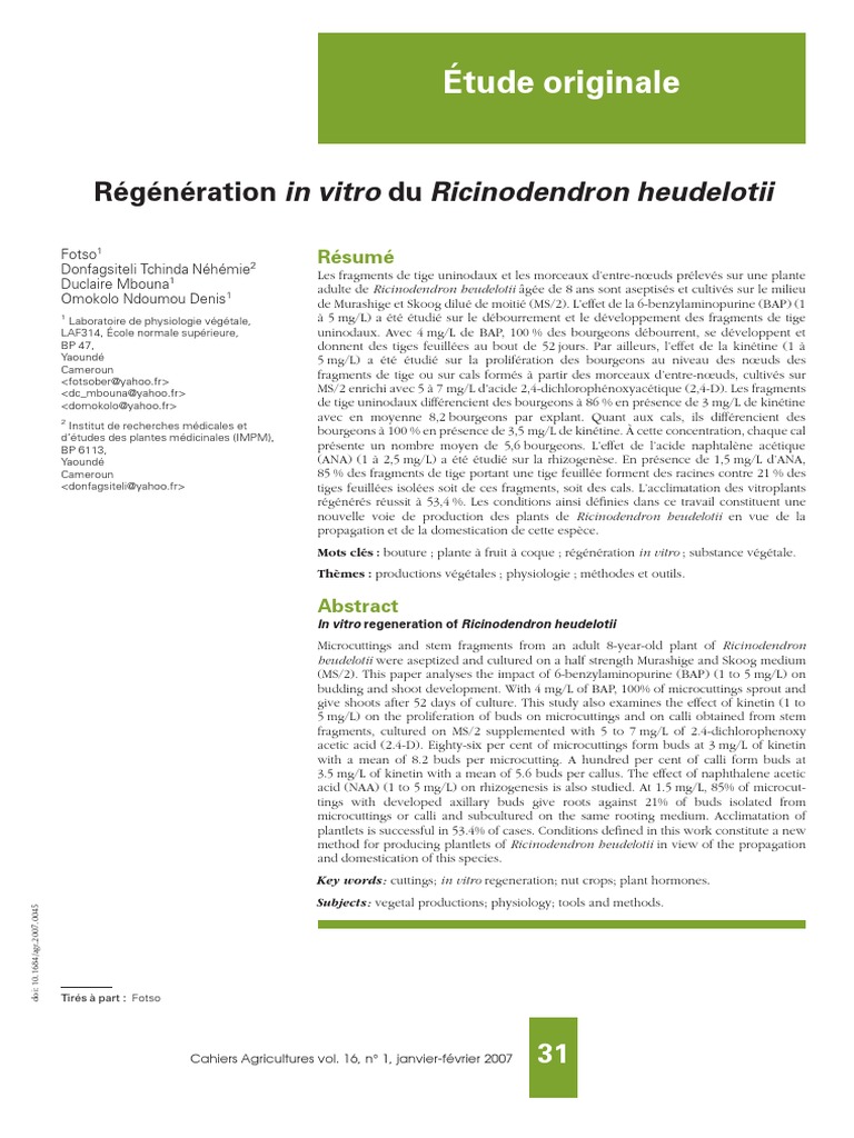 Étude Originale Djansang | PDF | Tige (Plante) | Racine