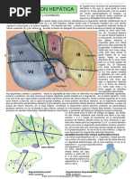 Ángulo de Louis | PDF | Tórax | Anatomía humana